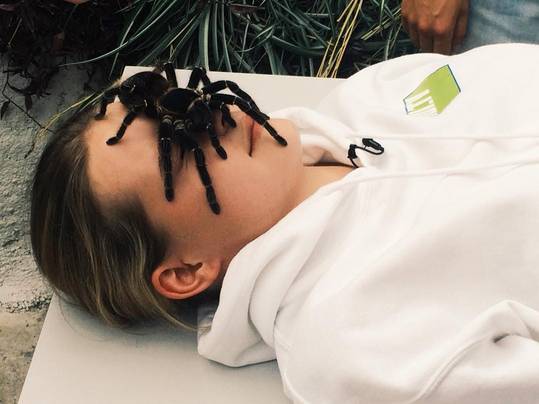 Cute little spider | Scrolller