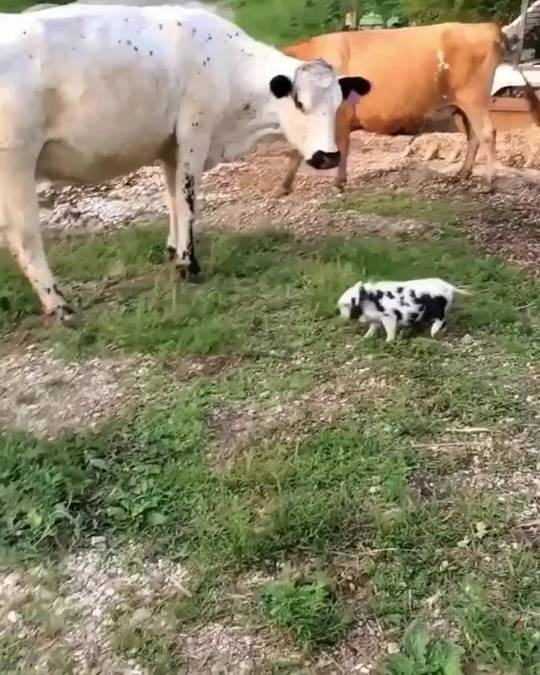 Cute meeting ️ | Scrolller