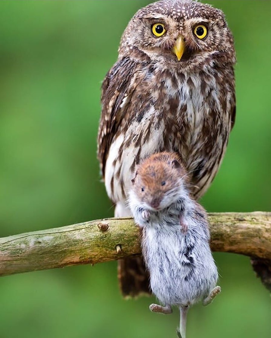 Cute Owl | Scrolller
