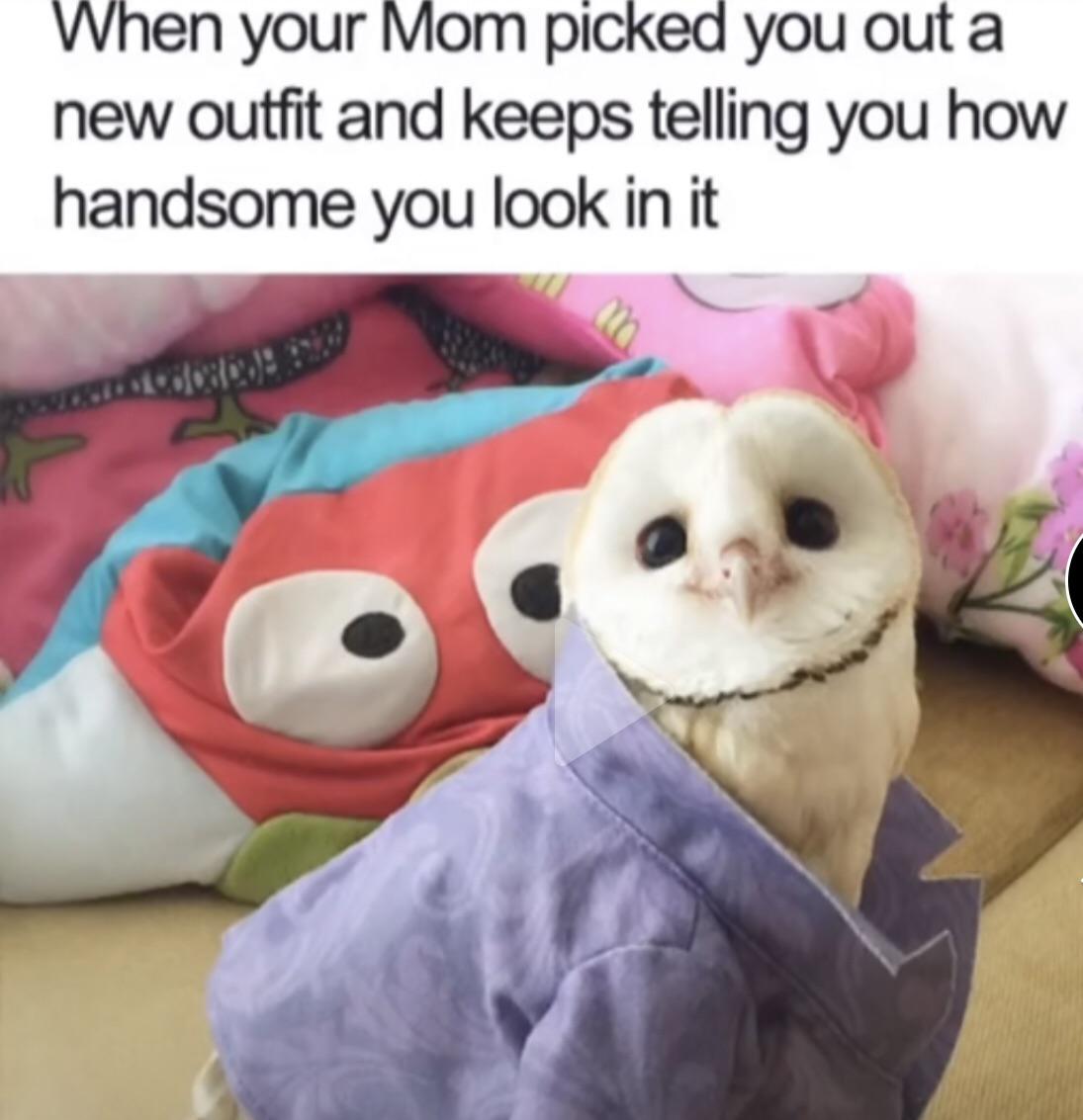 Cute owl | Scrolller