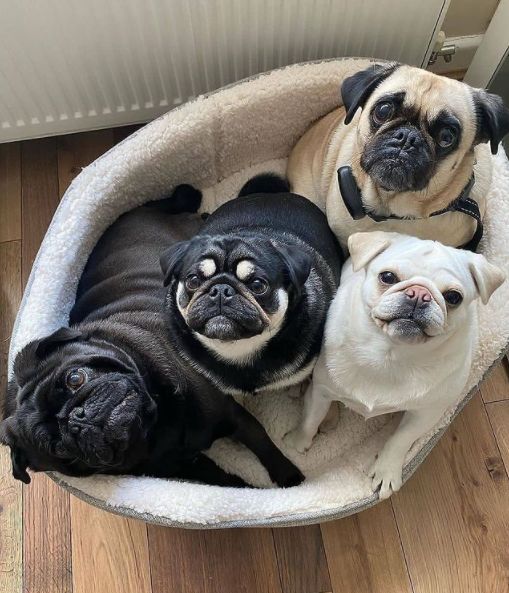 cute pug | Scrolller