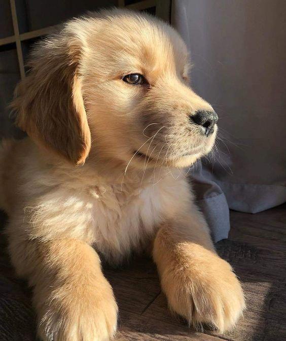 Cute Small Dog | Scrolller