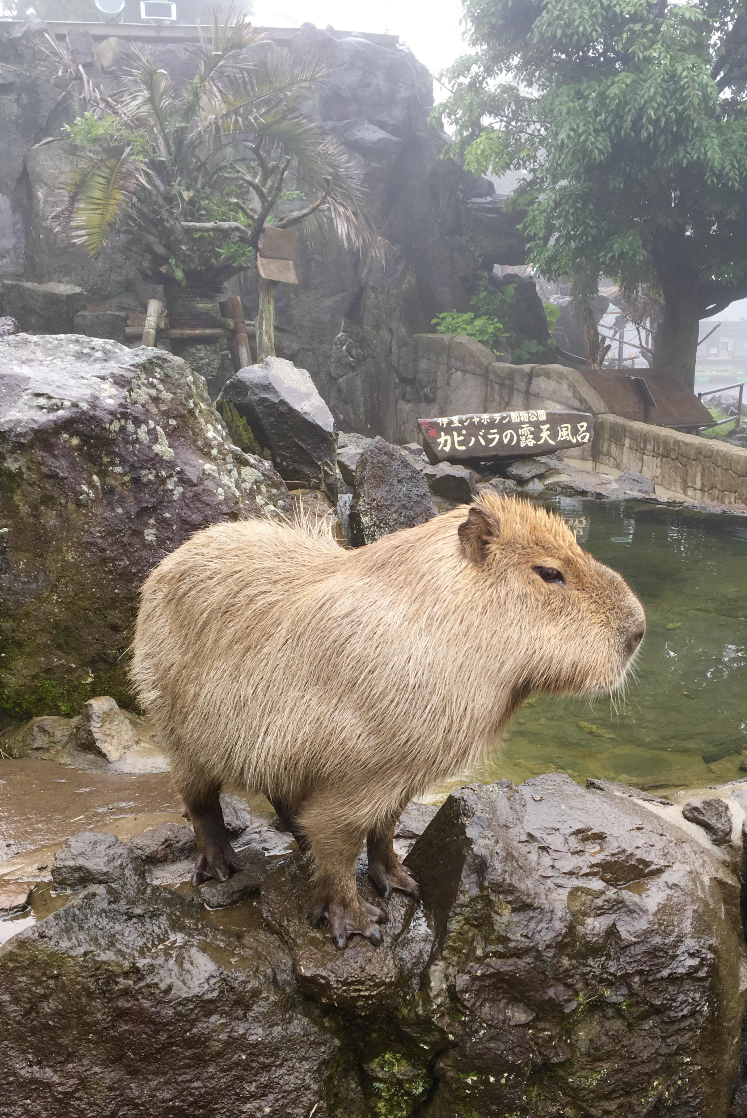 Cutie Capybara | Scrolller