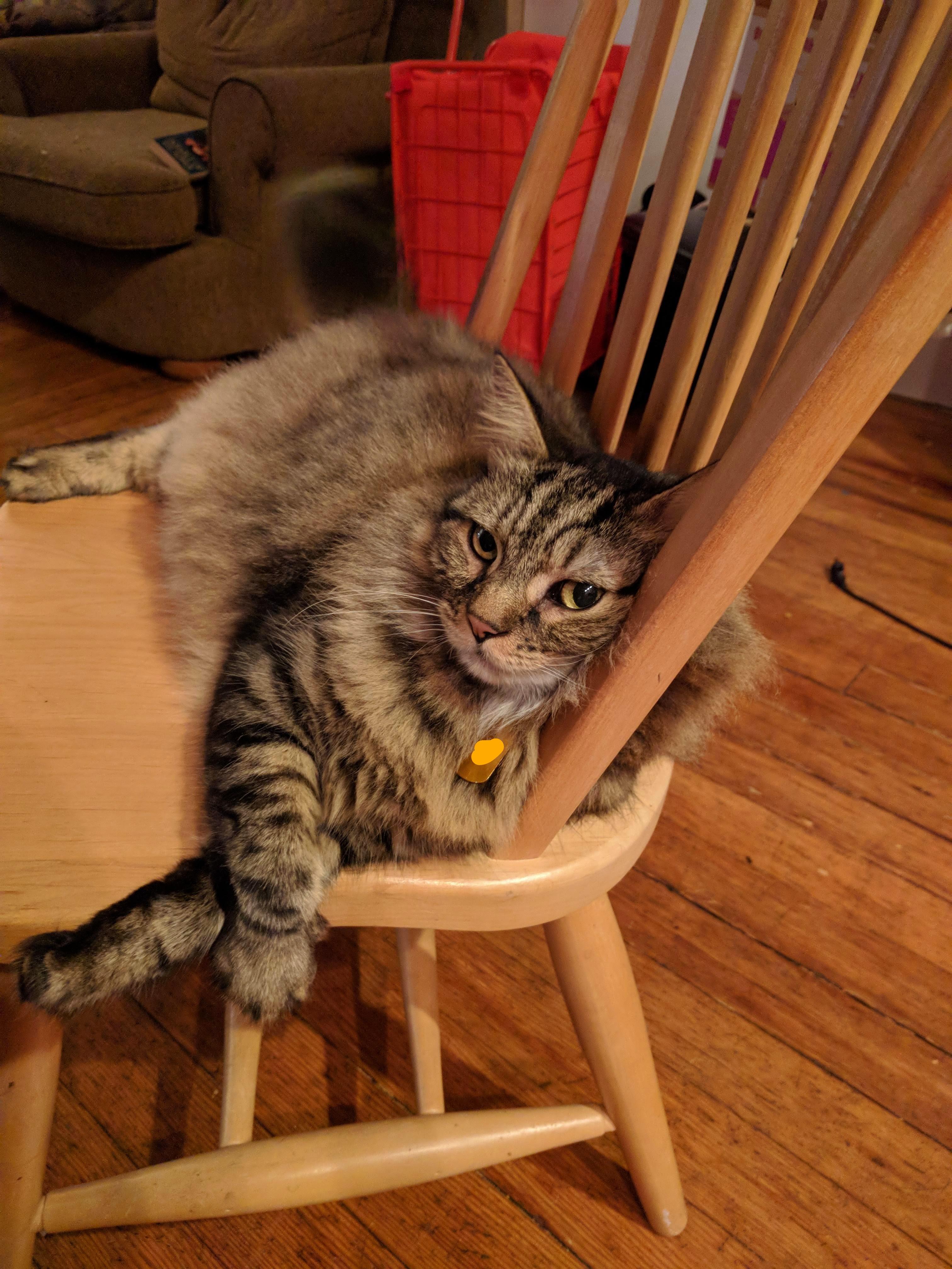 Cutieus Maximus and his sly smile | Scrolller