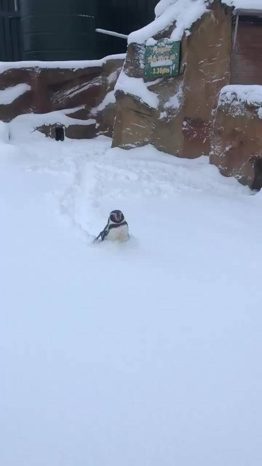 Cutting through the snow at rapid speed | Scrolller