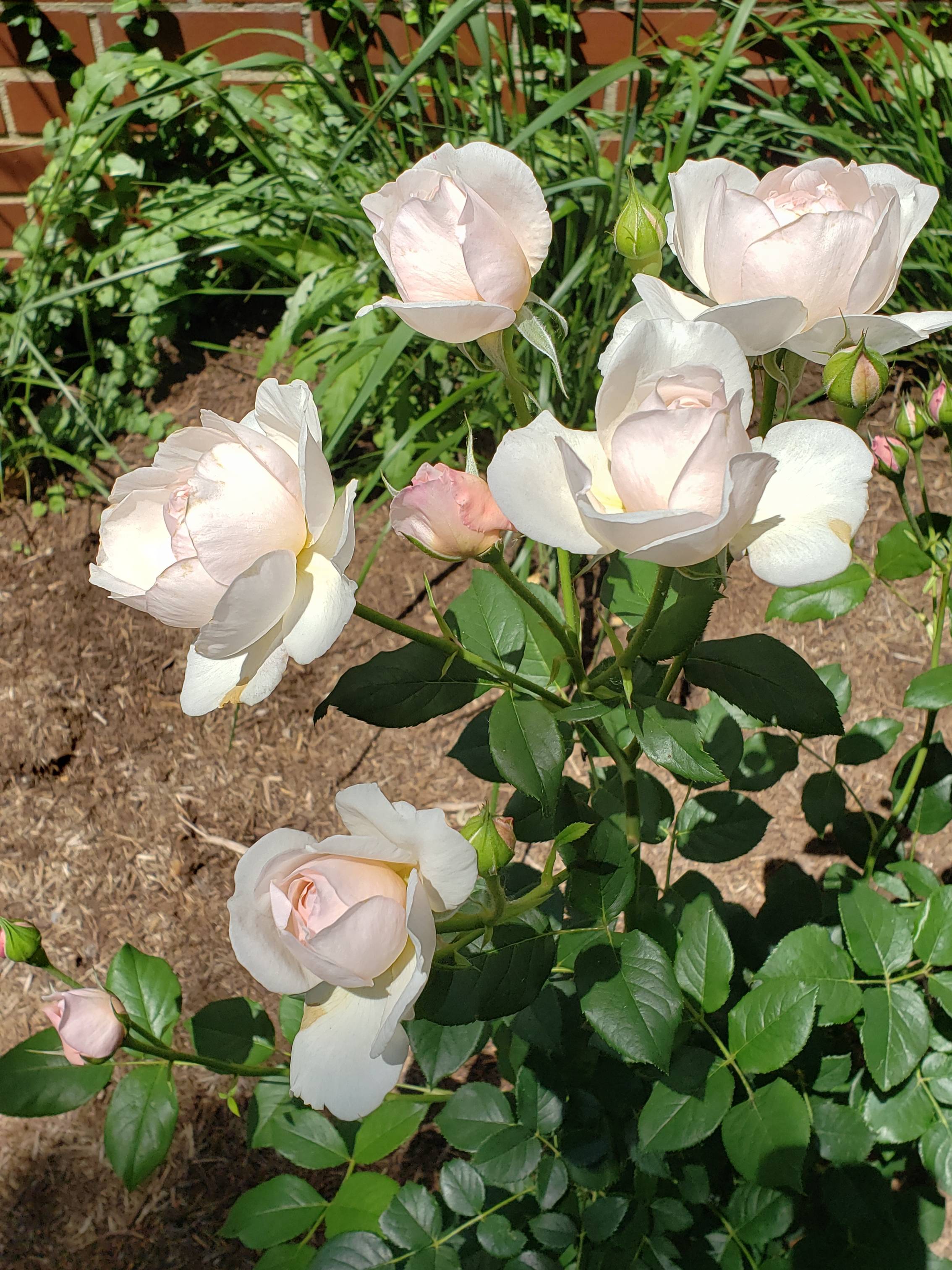 DA Heritage | Scrolller