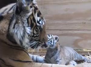 Dammit Mom! Stahp! | Scrolller