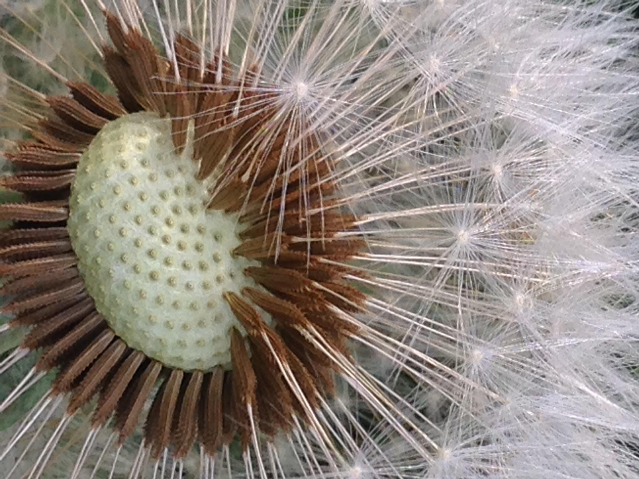 Dandelion | Scrolller