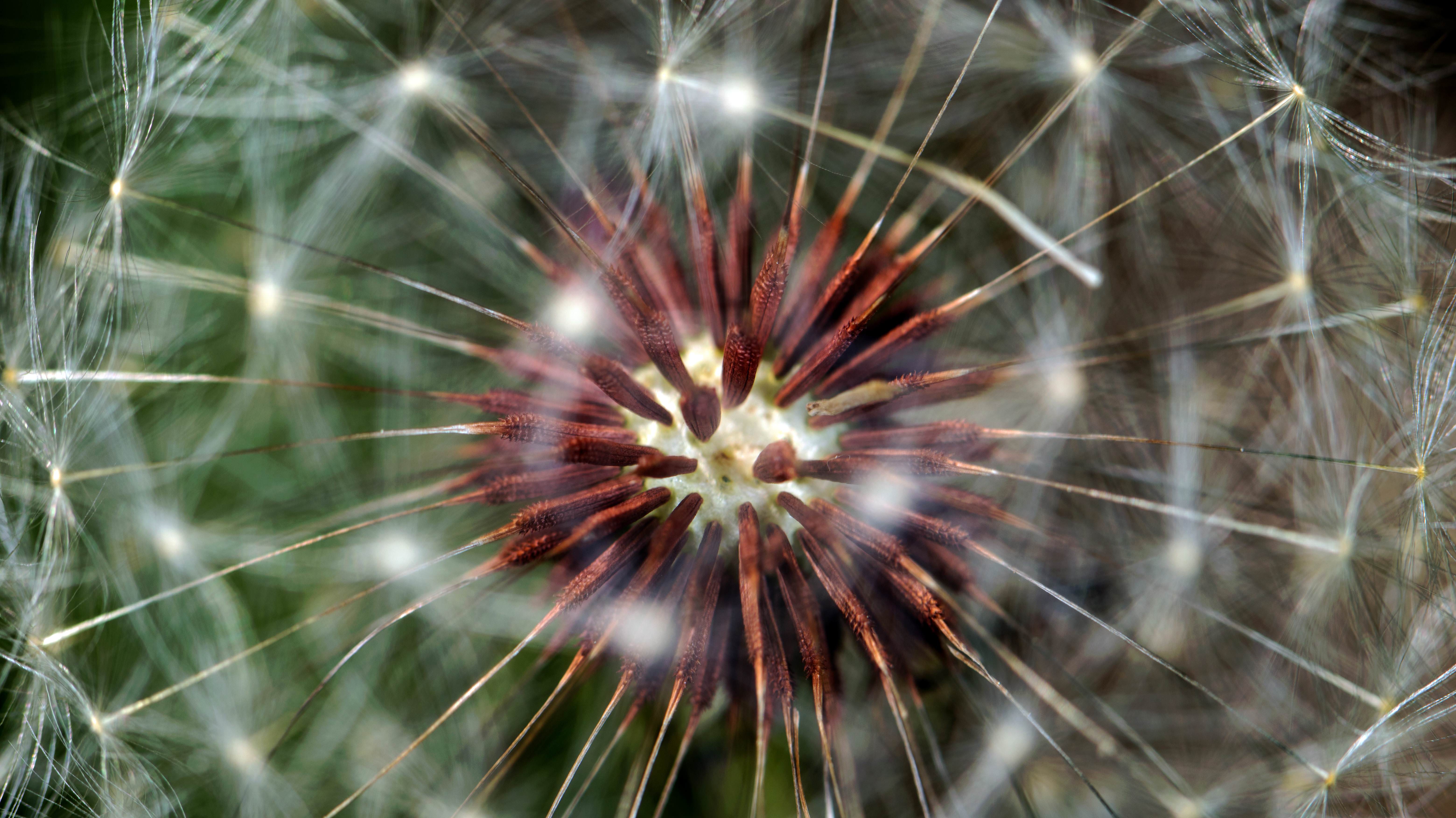 Dandelion Seeds 1/200 sec. f/5.6 iso 100 100mm | Scrolller