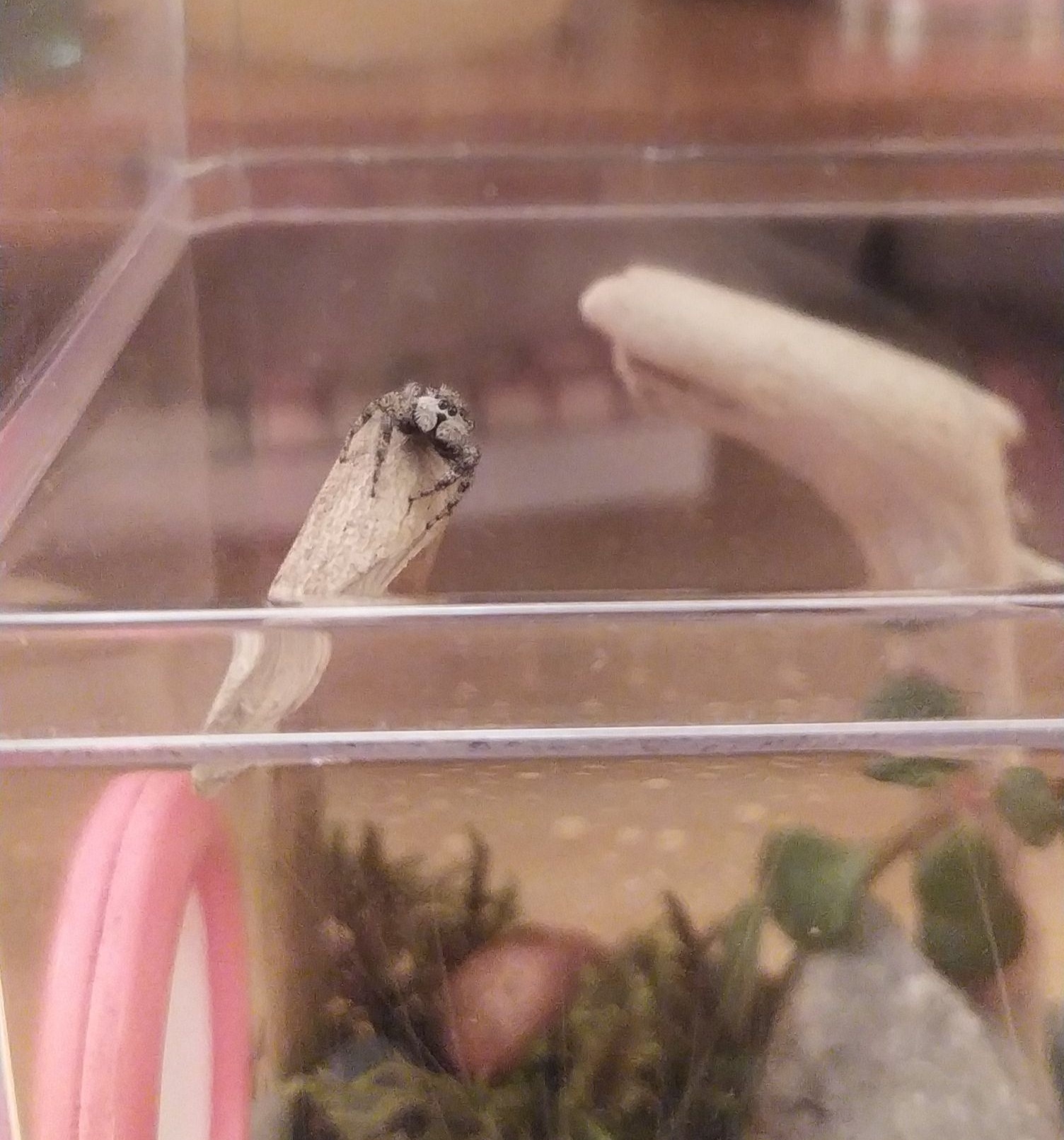 Daphne exploring her new enclosure | Scrolller