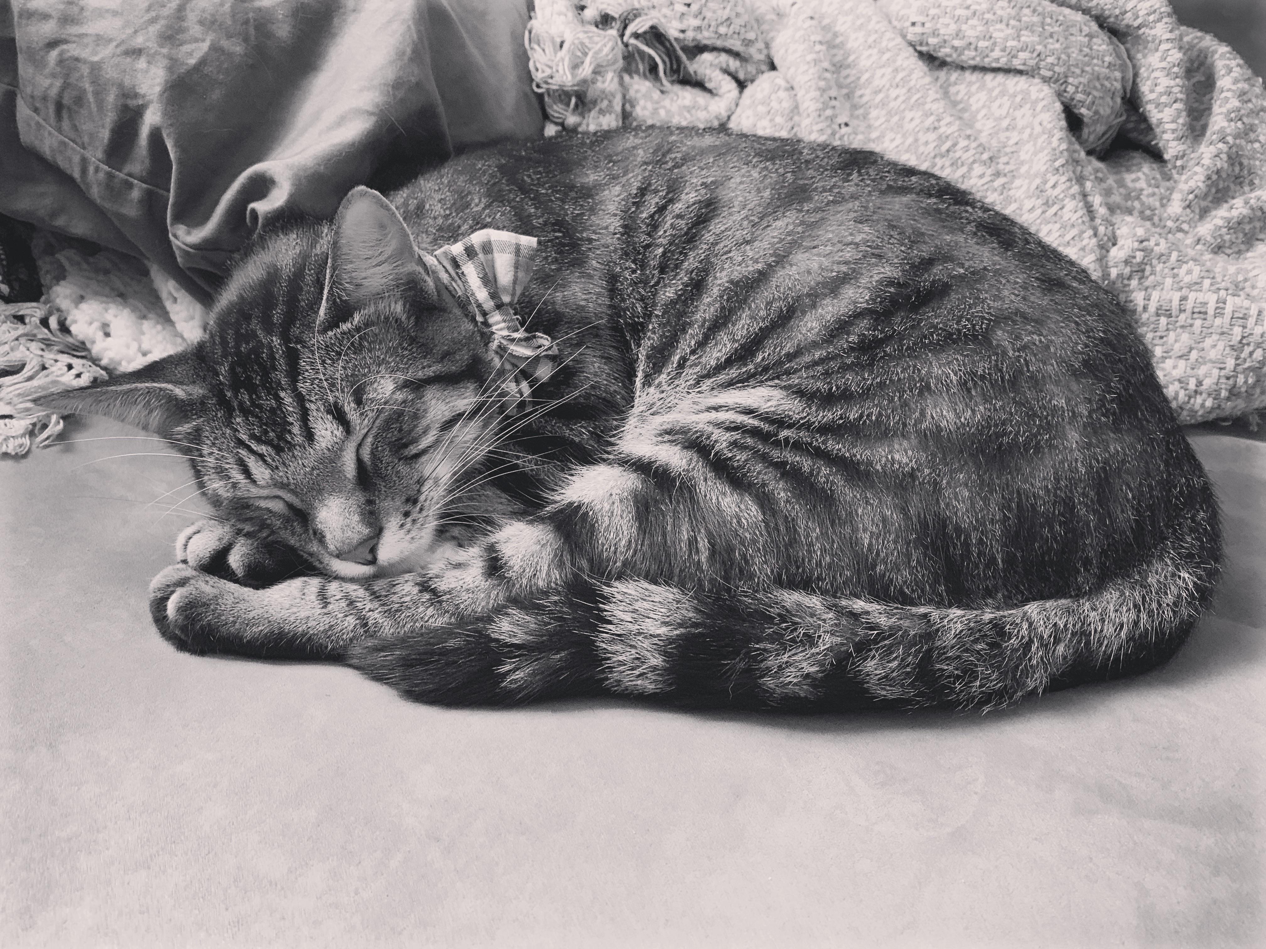 Darwin the Couch Potato | Scrolller