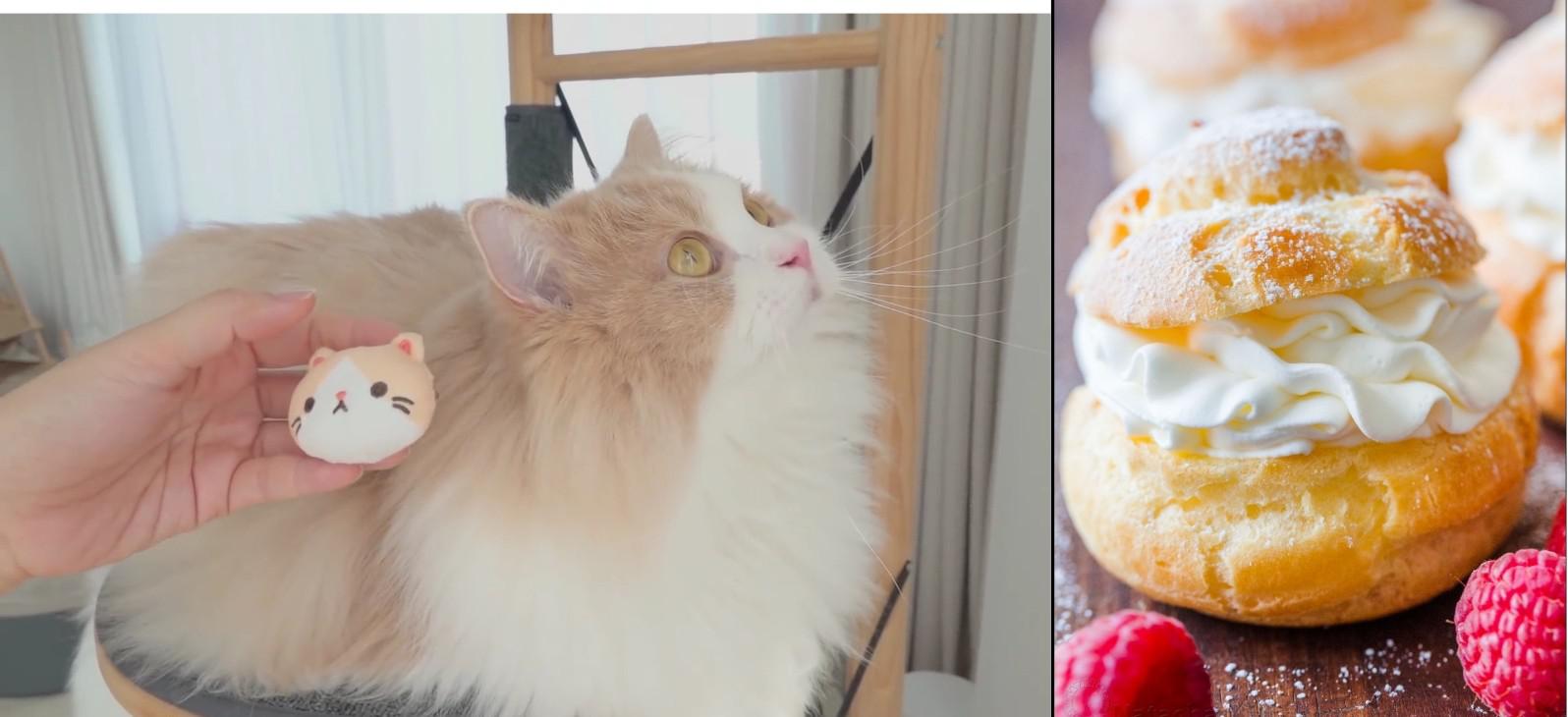 DD looks like a giant cream puff | Scrolller