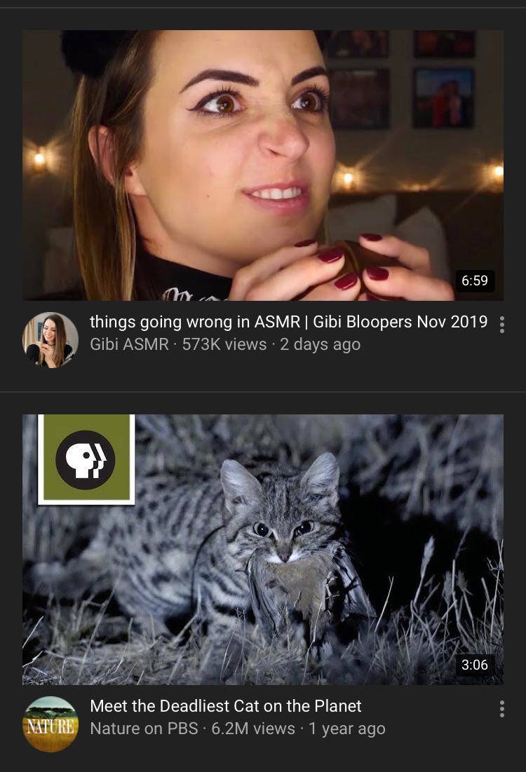 Deadliest cat confirmed | Scrolller