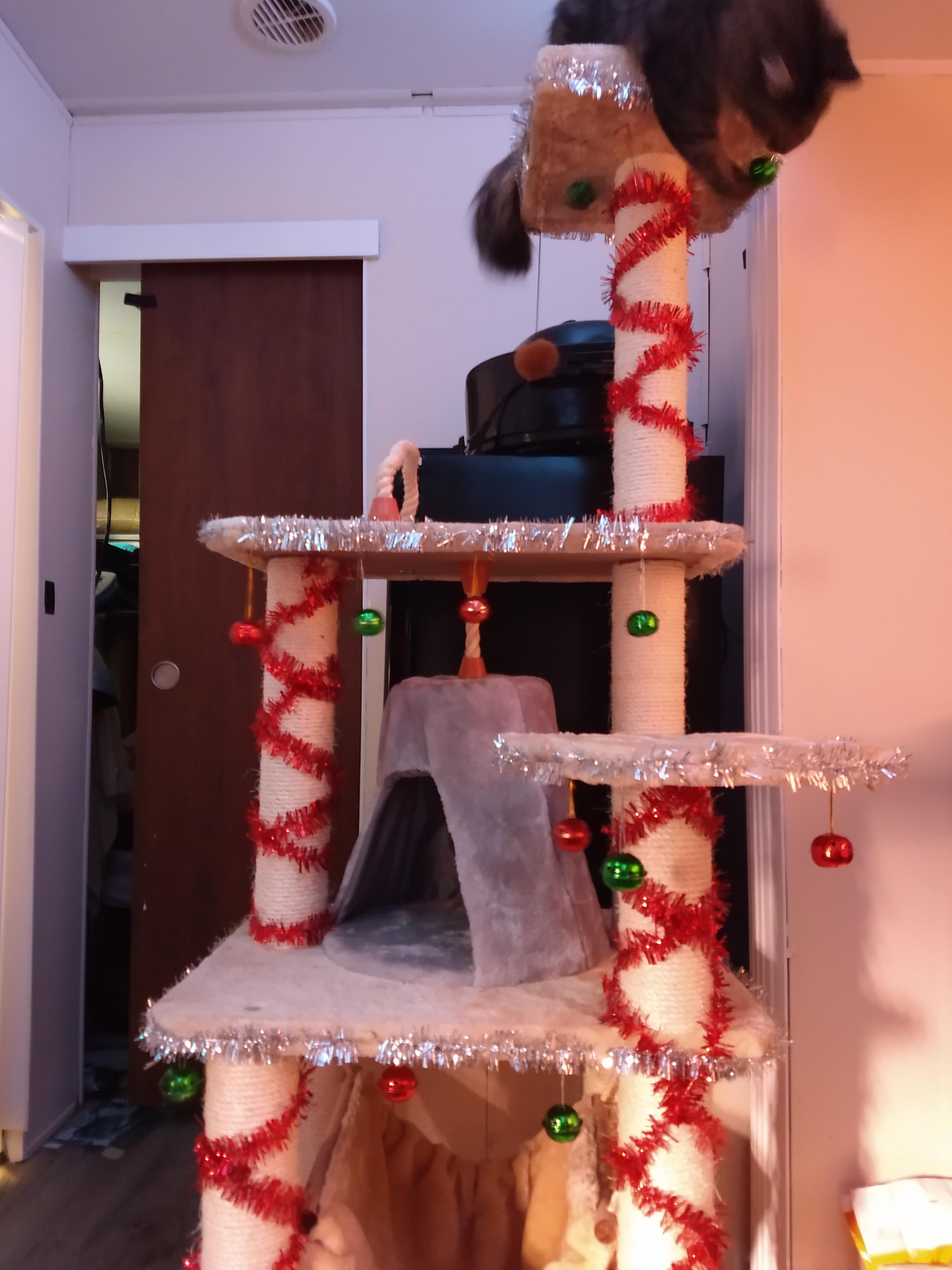 Decorated the tree this year | Scrolller