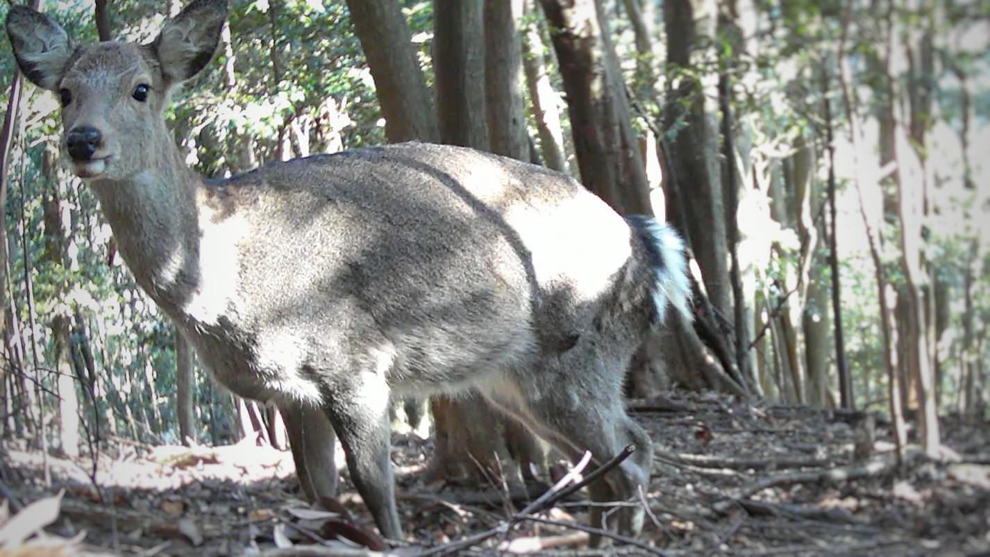 Deer in Inunakiyama, Fukuoka | Scrolller