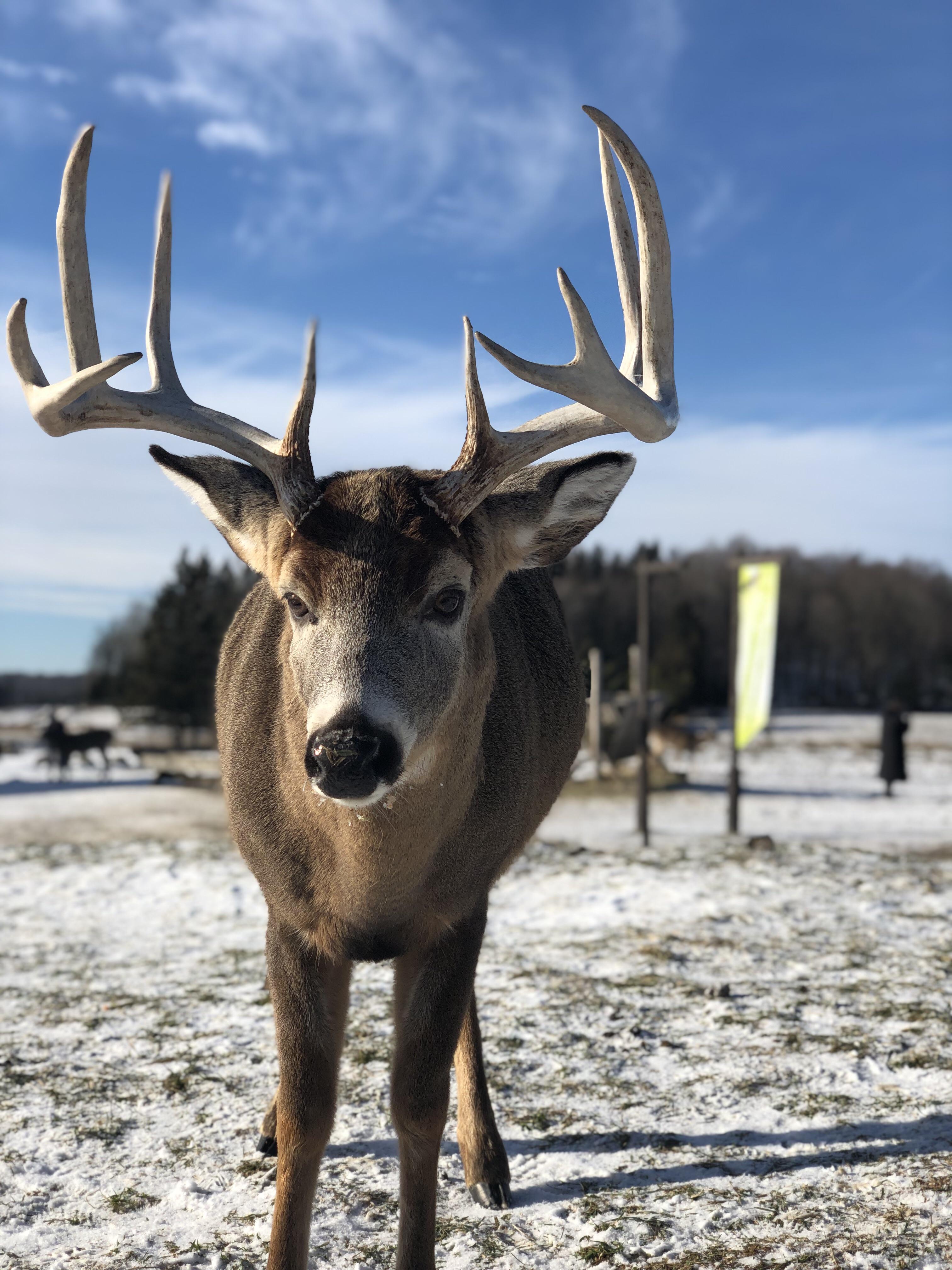deer portrait | Scrolller