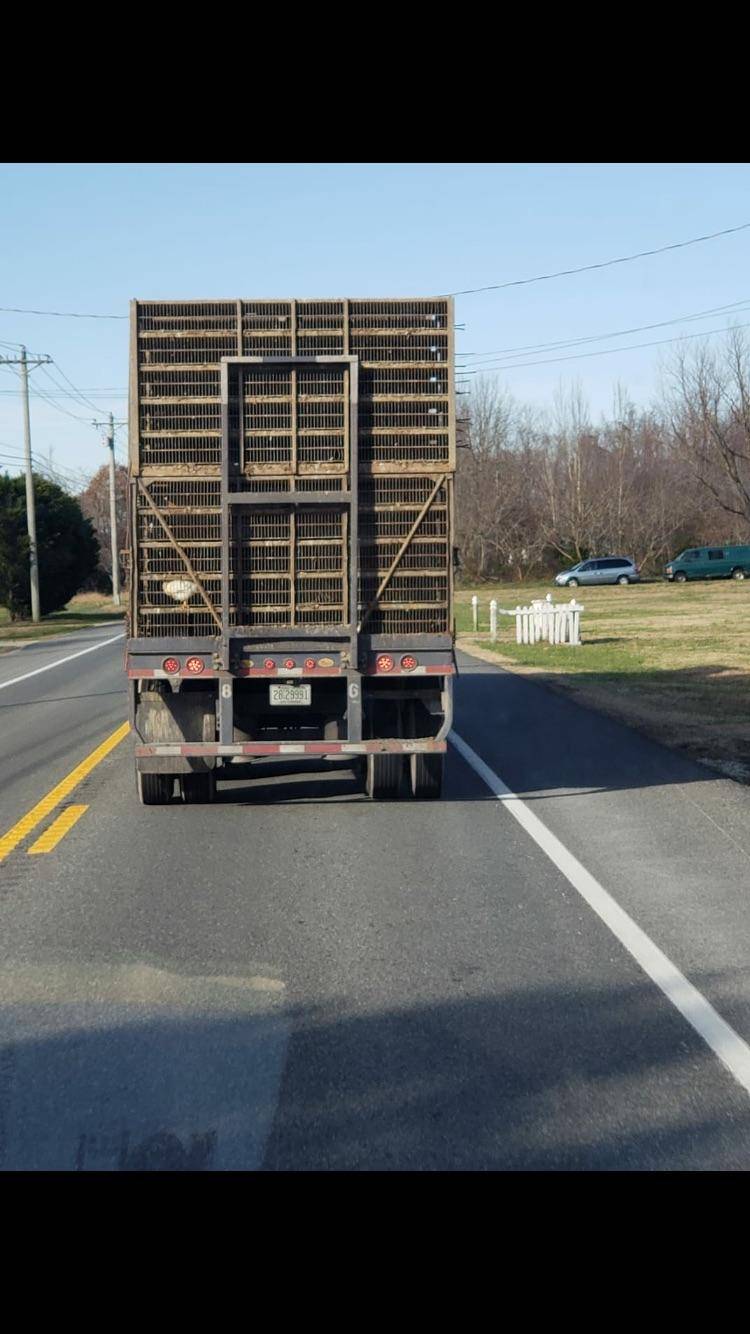 Delivering one chicken | Scrolller