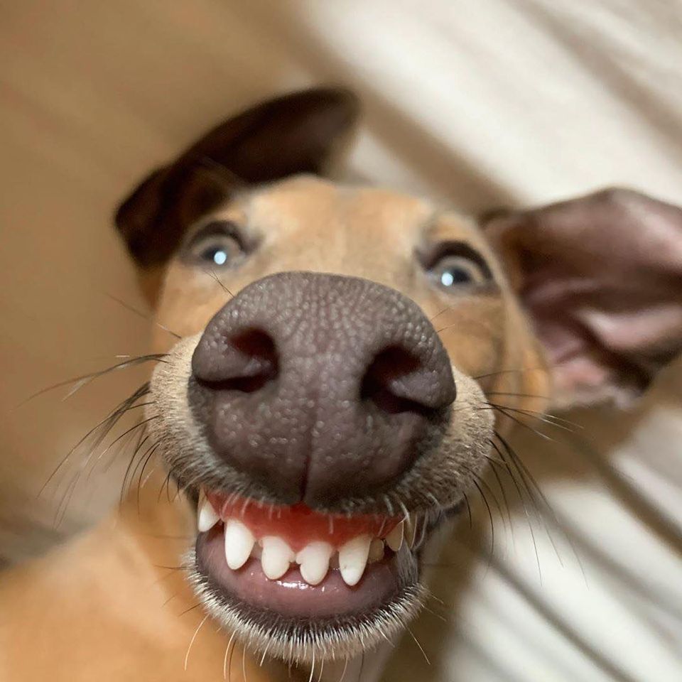 Derp Face | Scrolller