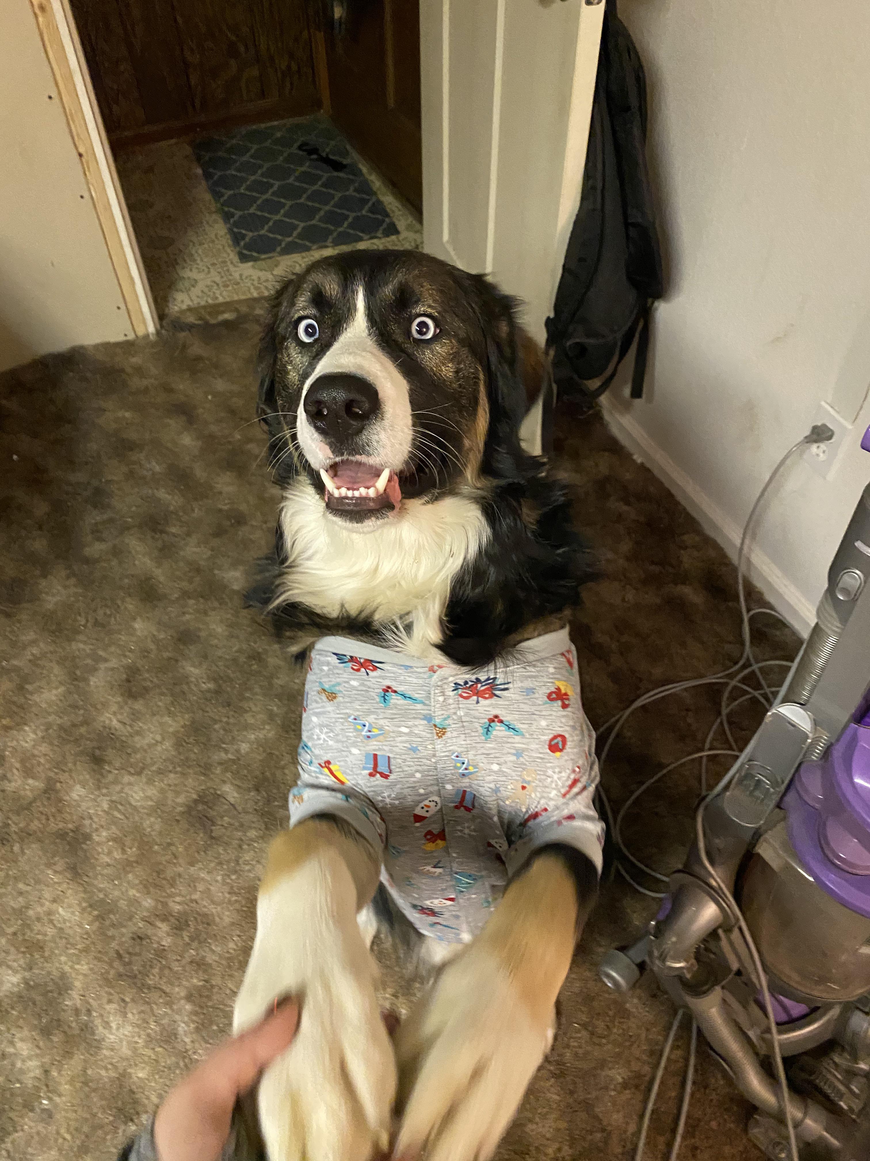 Derpy Dobby | Scrolller