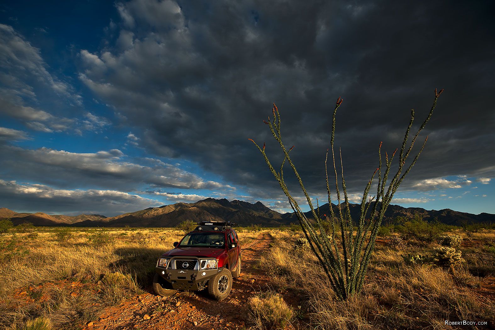 Desert Ocotillo bloom | Scrolller