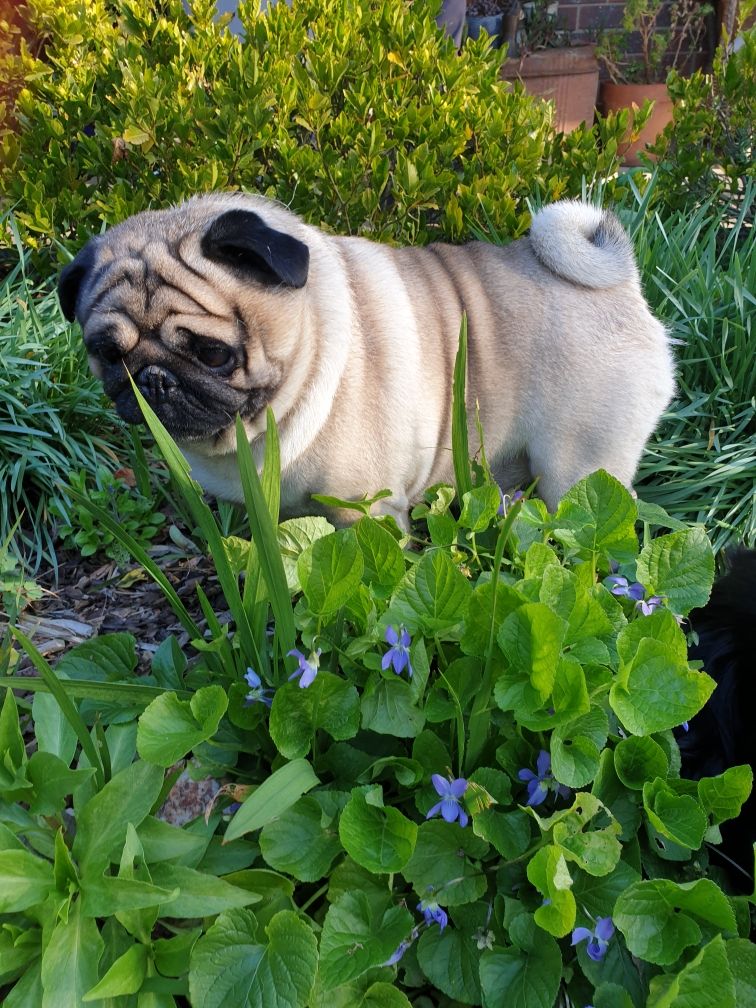 Dex enjoying the sunshine after his wash today 😍 | Scrolller