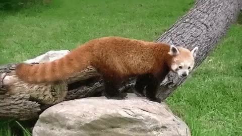 Discover more like Panda_Gifs: "Did someone ask for a cute red panda?" and Related Content ...
