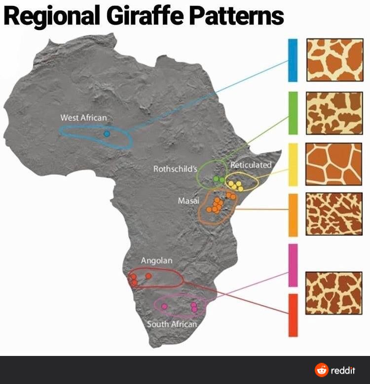 Did you know this? Giraffe unique patterns by region | Scrolller