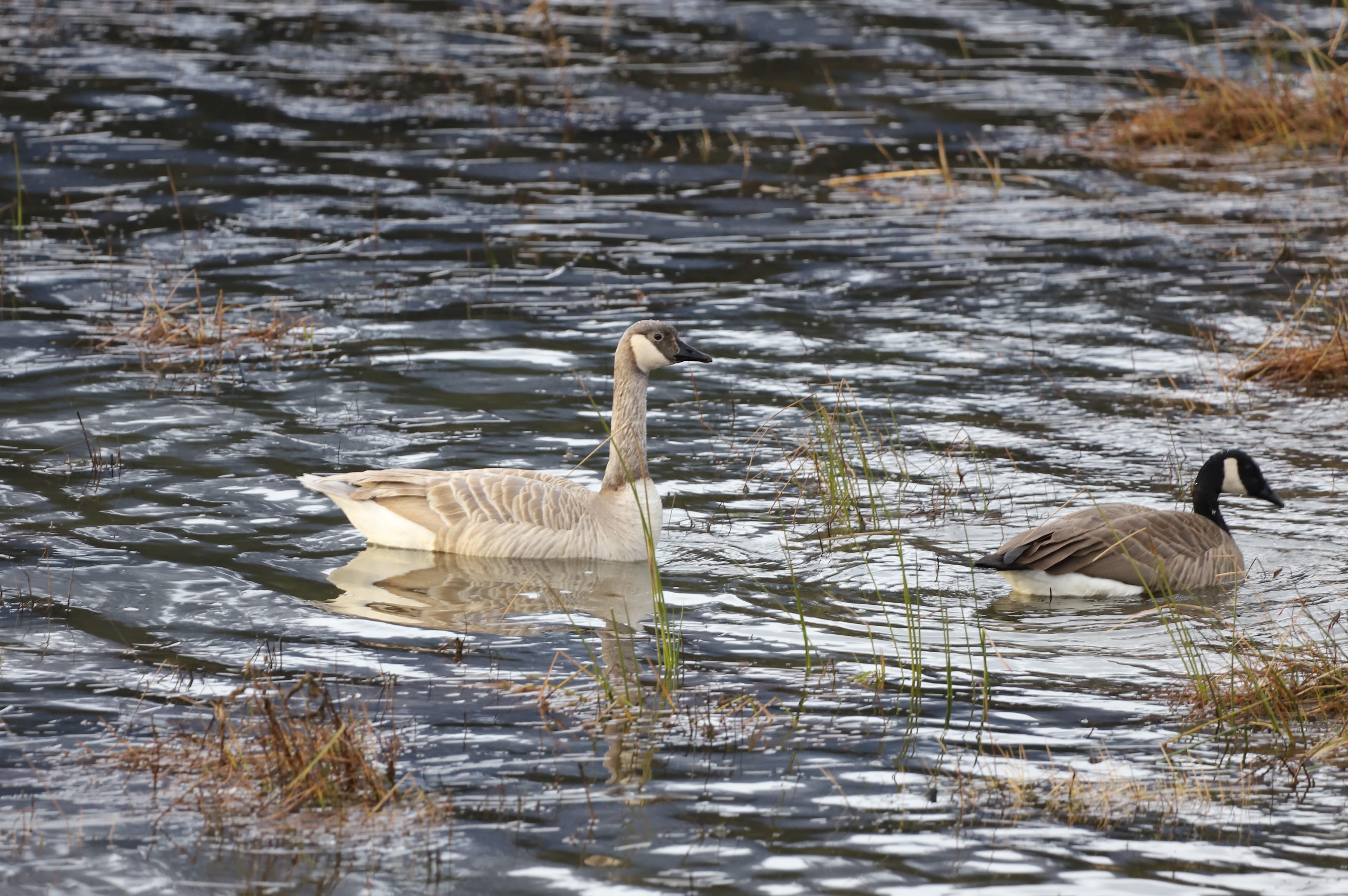Dilute colored Canada goose | Scrolller