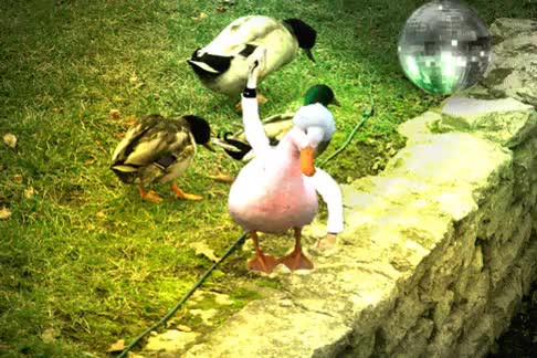 Disco Duck | Scrolller