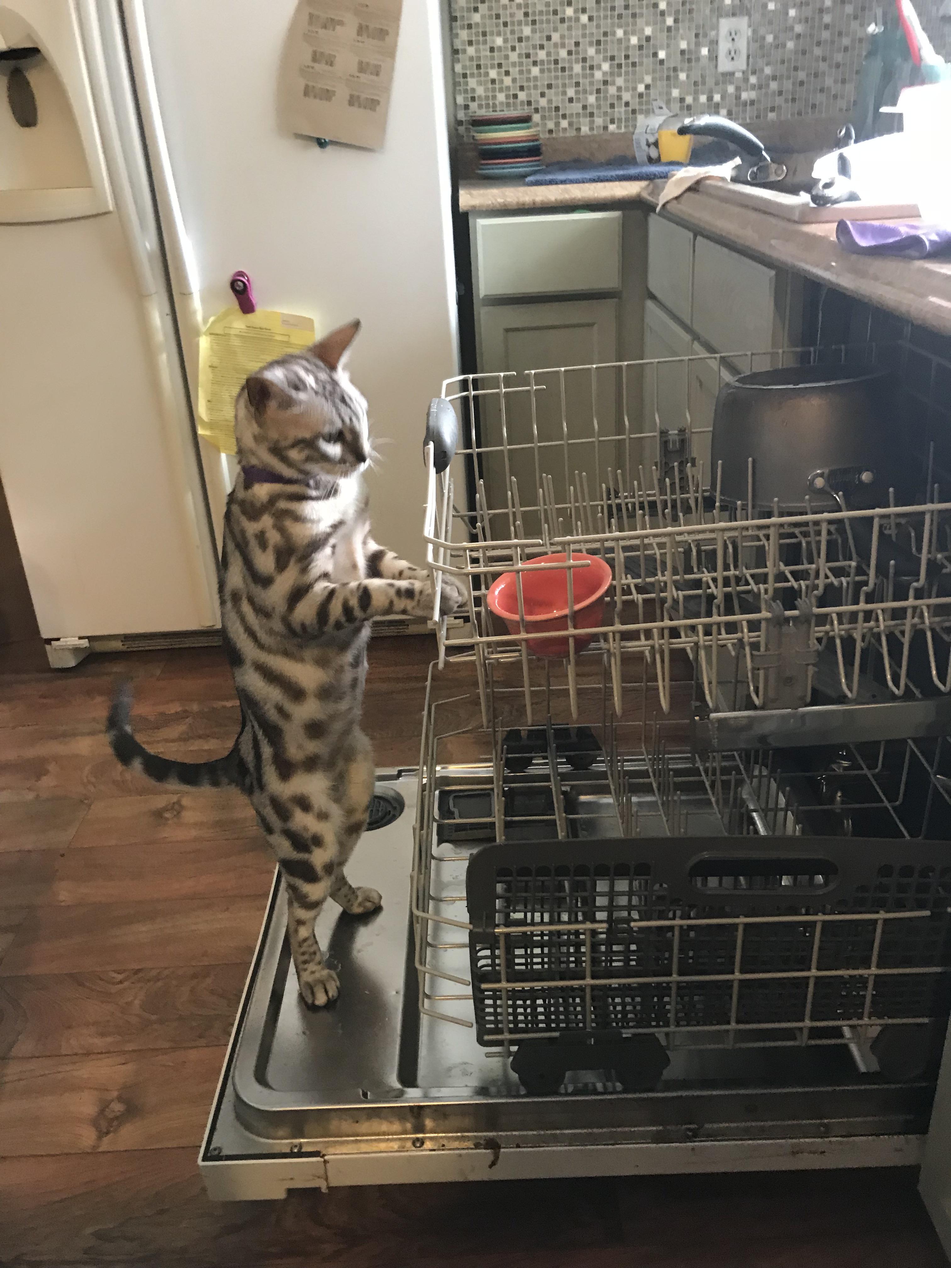 Dishwasher | Scrolller