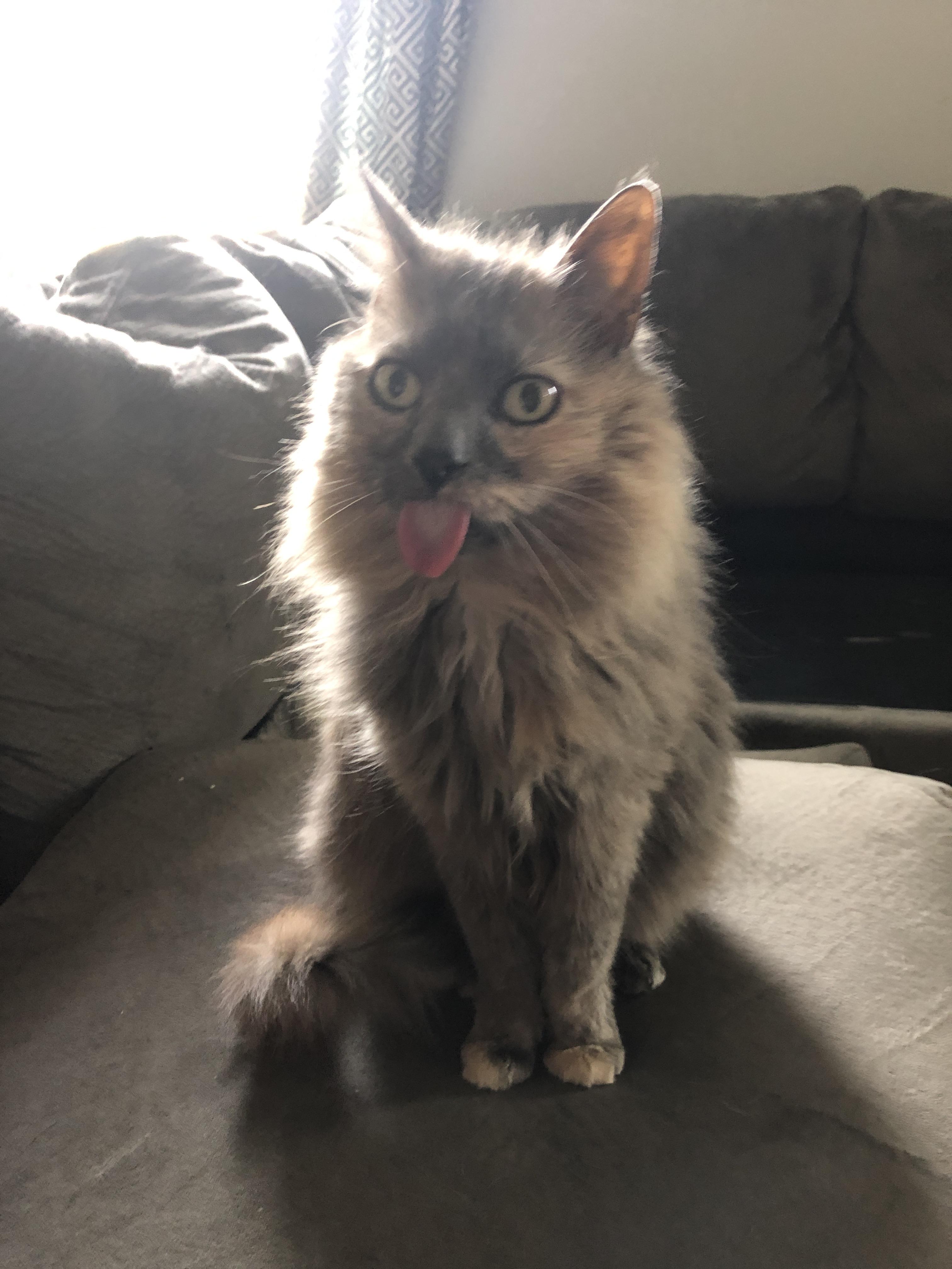 Discover more like Blep: Distracted mid lick, culminating in the most magnificent blep ever. and ...