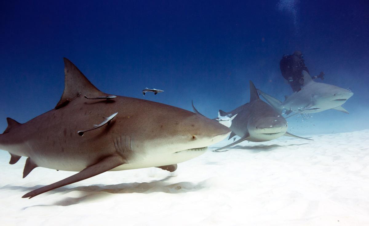 Diving with Bull Sharks, Playa Del Carmen, Mexico | Scrolller