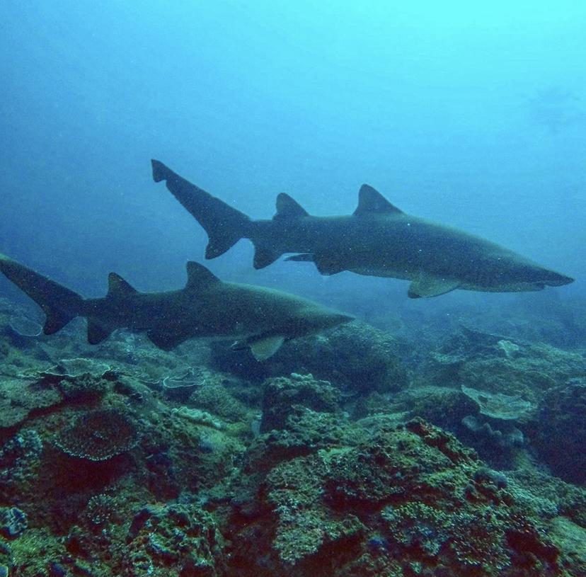 Diving with Grey Nurse Sharks | Scrolller