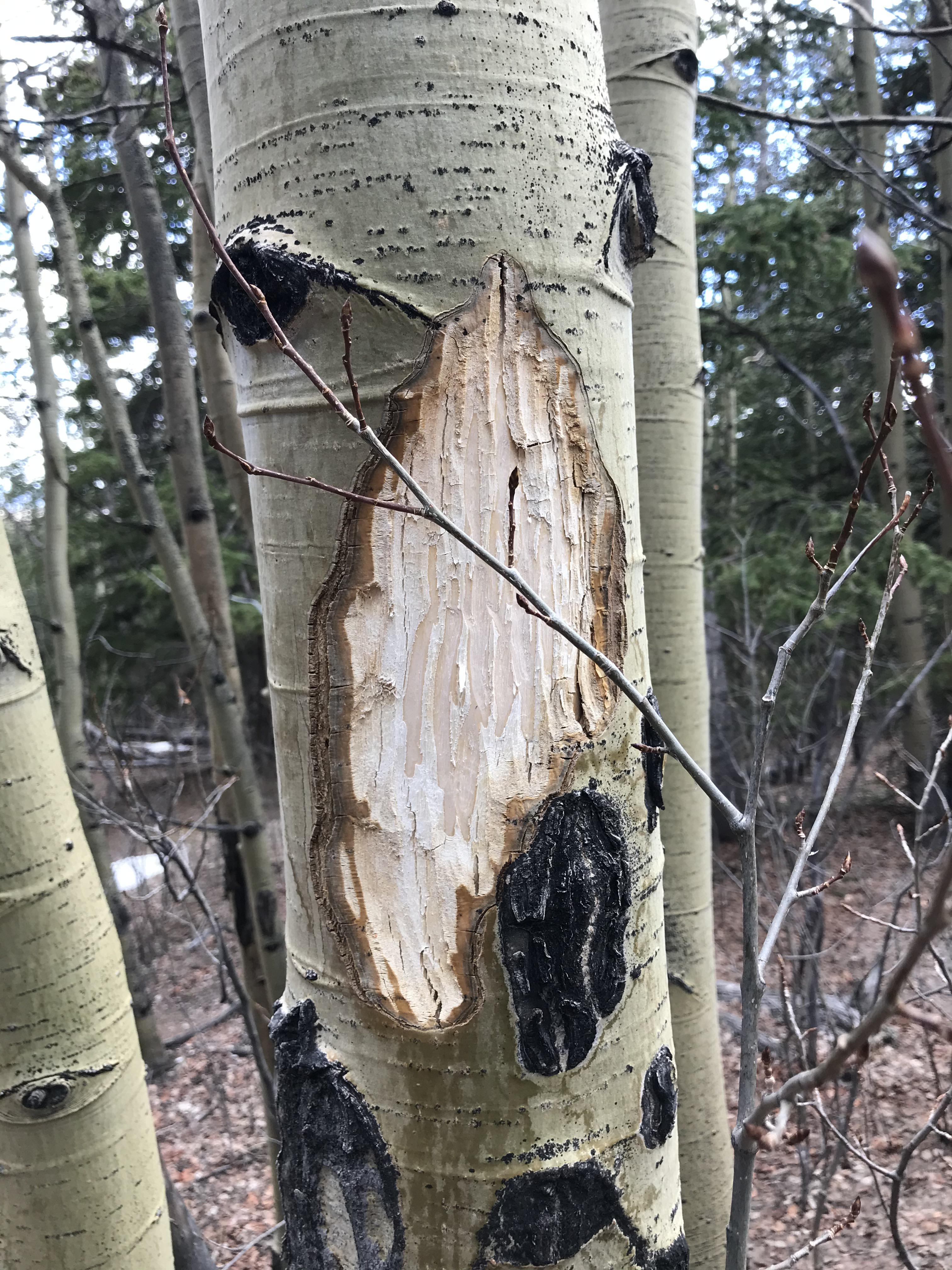 Do black bears mark trees like this? | Scrolller