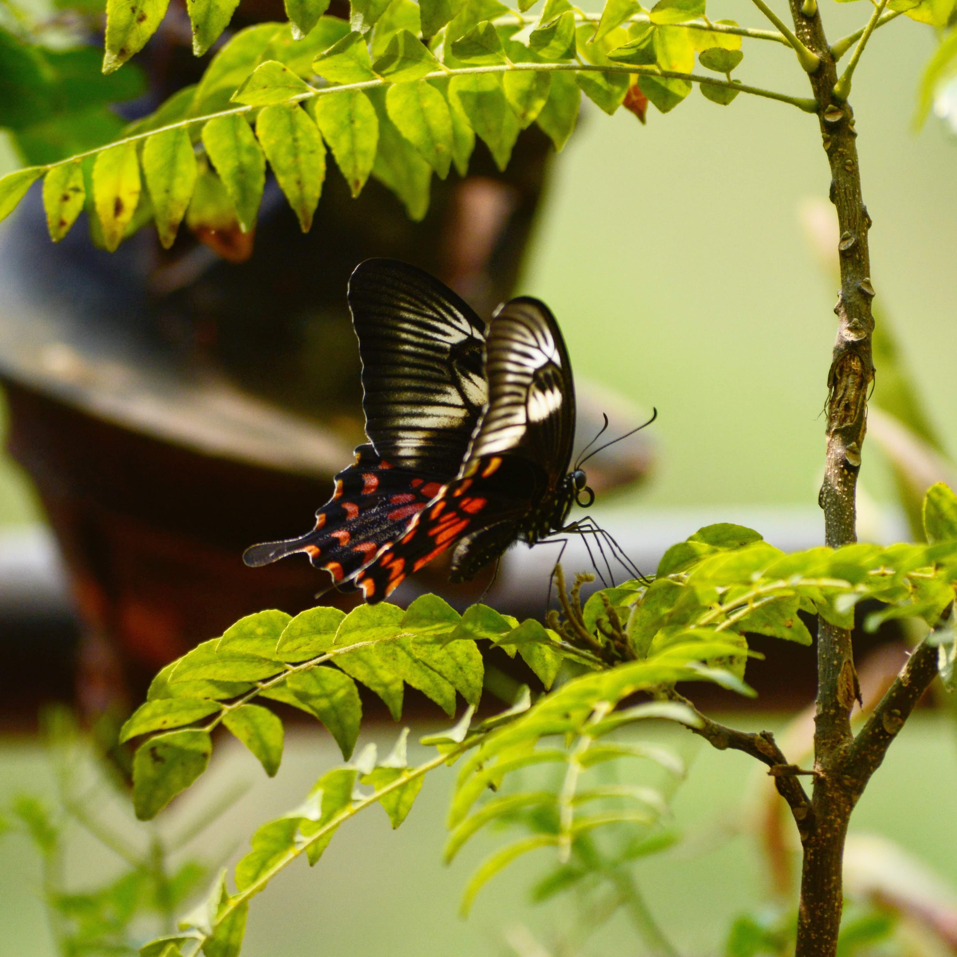 Do butterflies know they are beautiful? | Scrolller