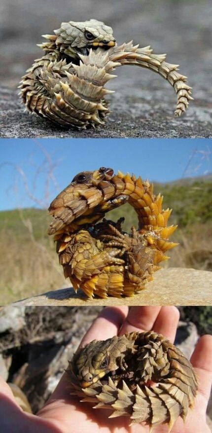 Do not eat yourself armadillo lizard | Scrolller