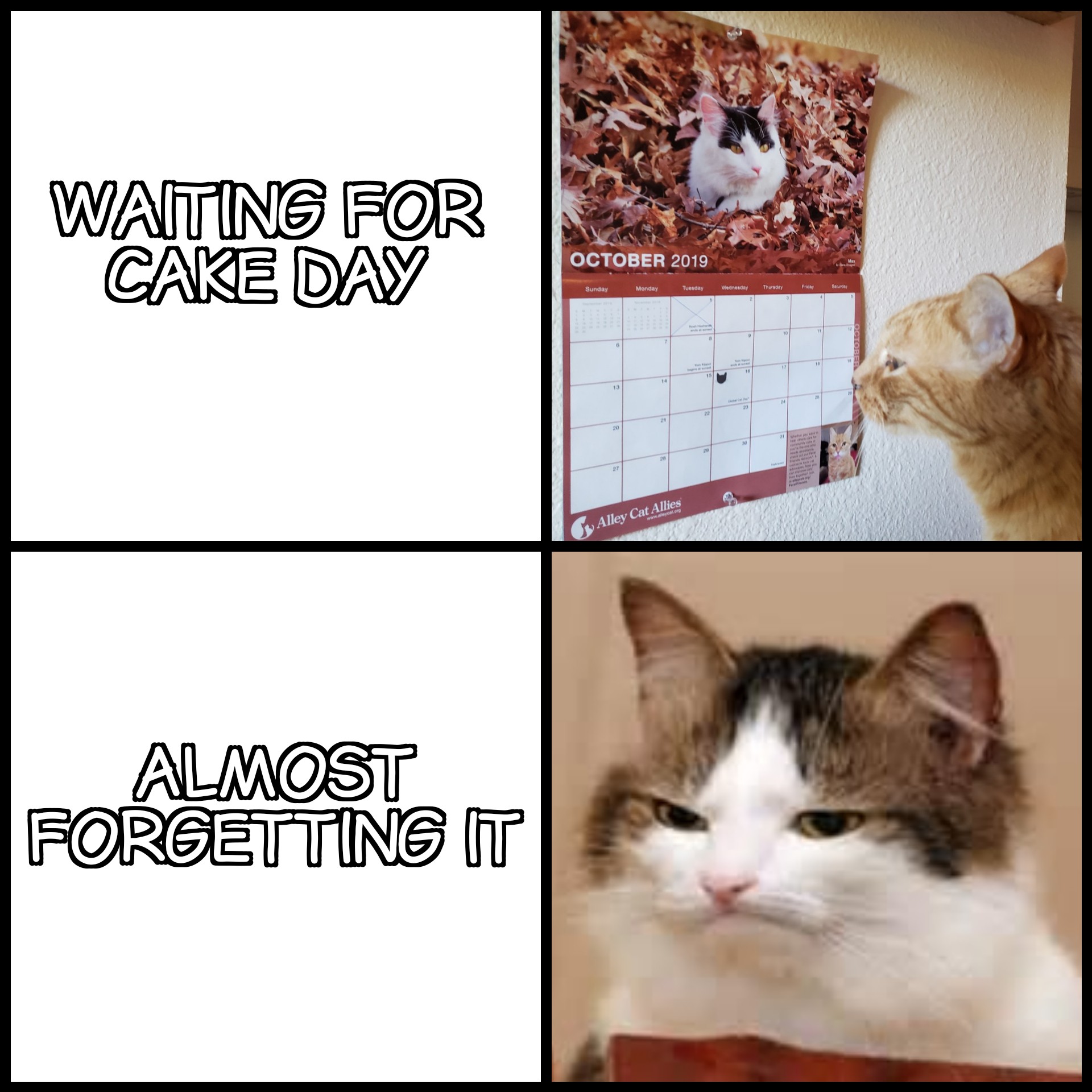 Do you like cat memes? | Scrolller