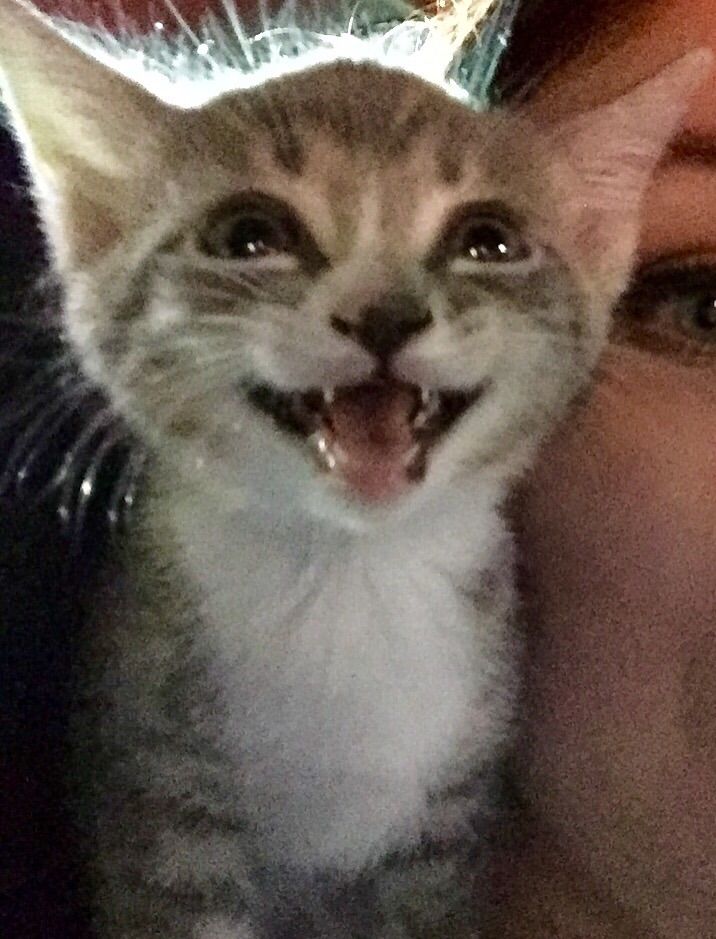 "Dobby is Free" | Scrolller