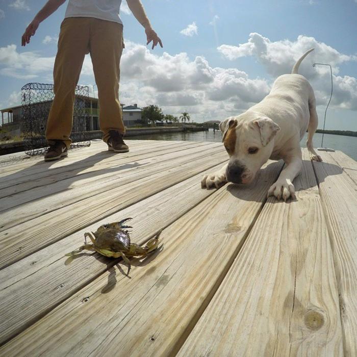 Dockside Showdown | Scrolller