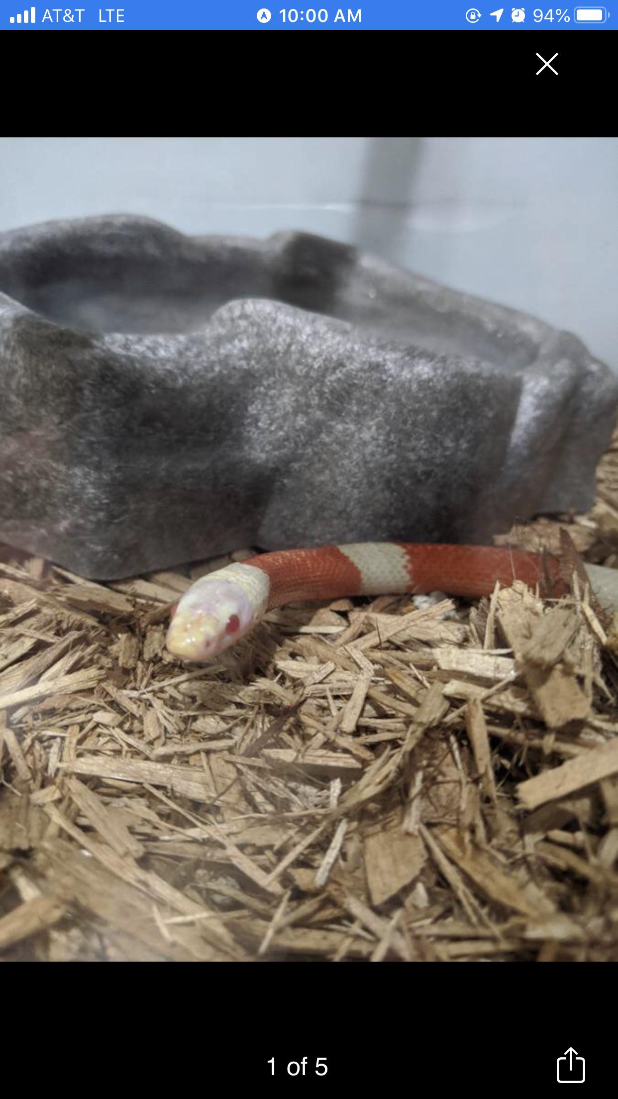 Does anyone have any idea what breed of milk snake this is? | Scrolller