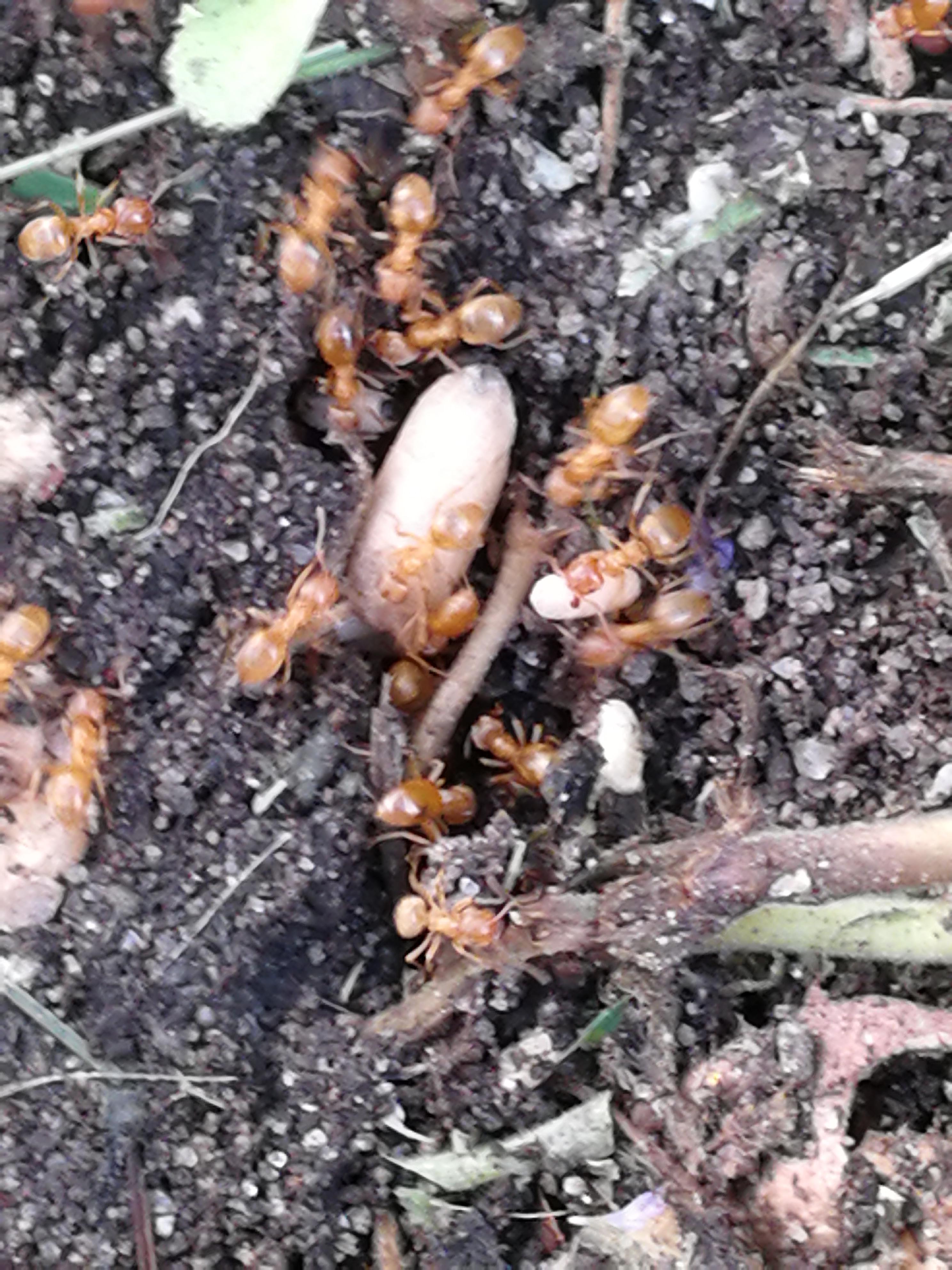 Does anyone maybe know what are those ants | Scrolller