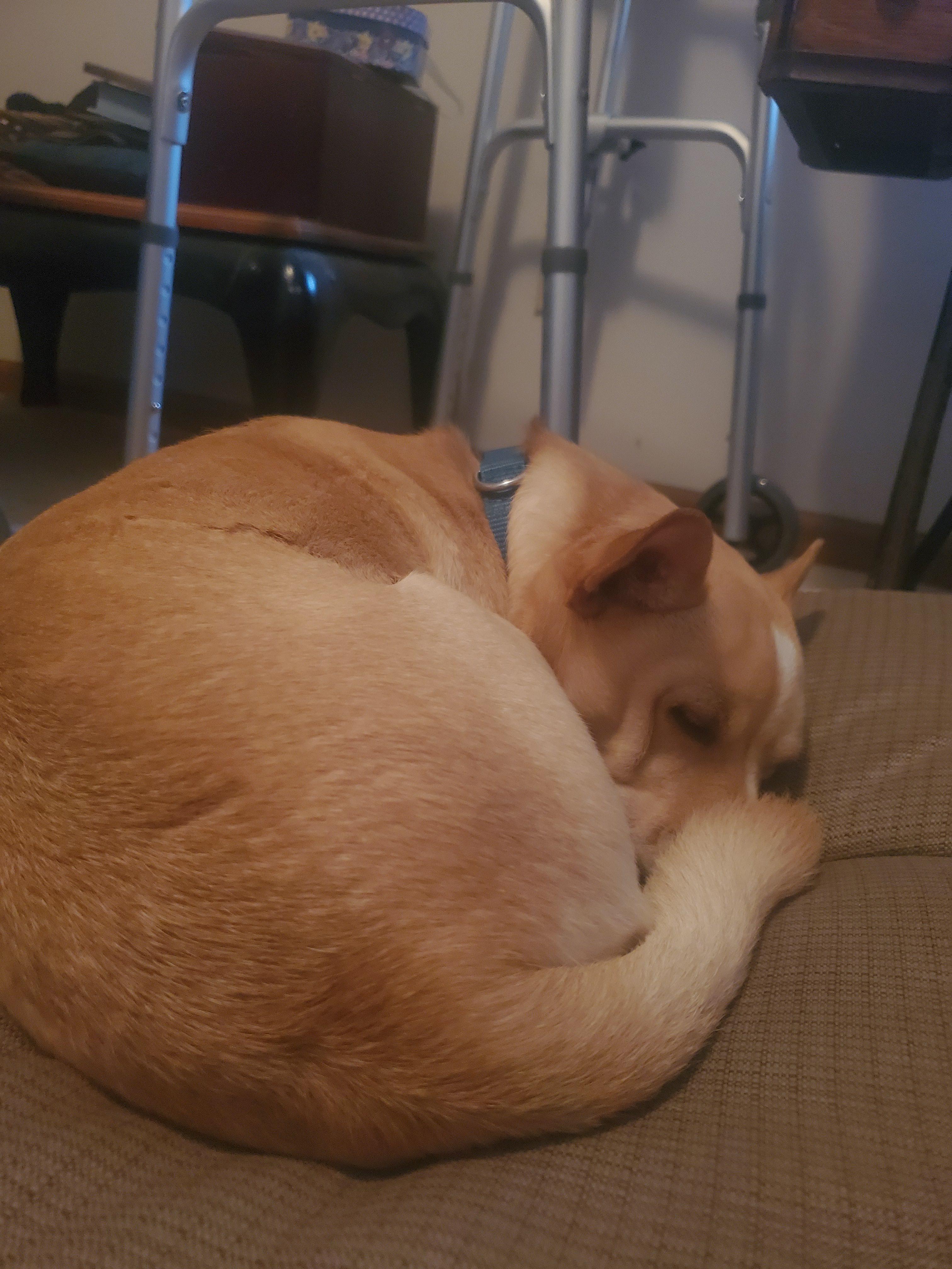 Does my sleeping doggo belong here | Scrolller