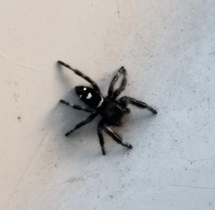 Does my spider's smiley butt count? | Scrolller