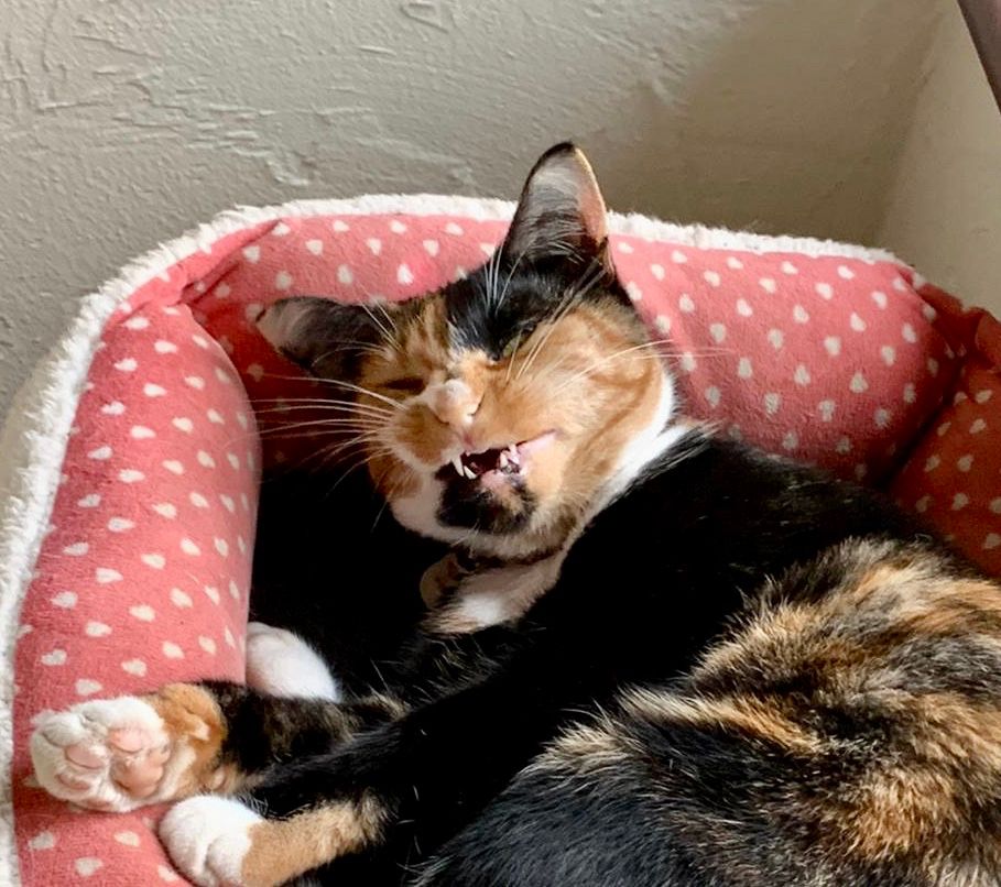 Does this count as a scrunge? | Scrolller