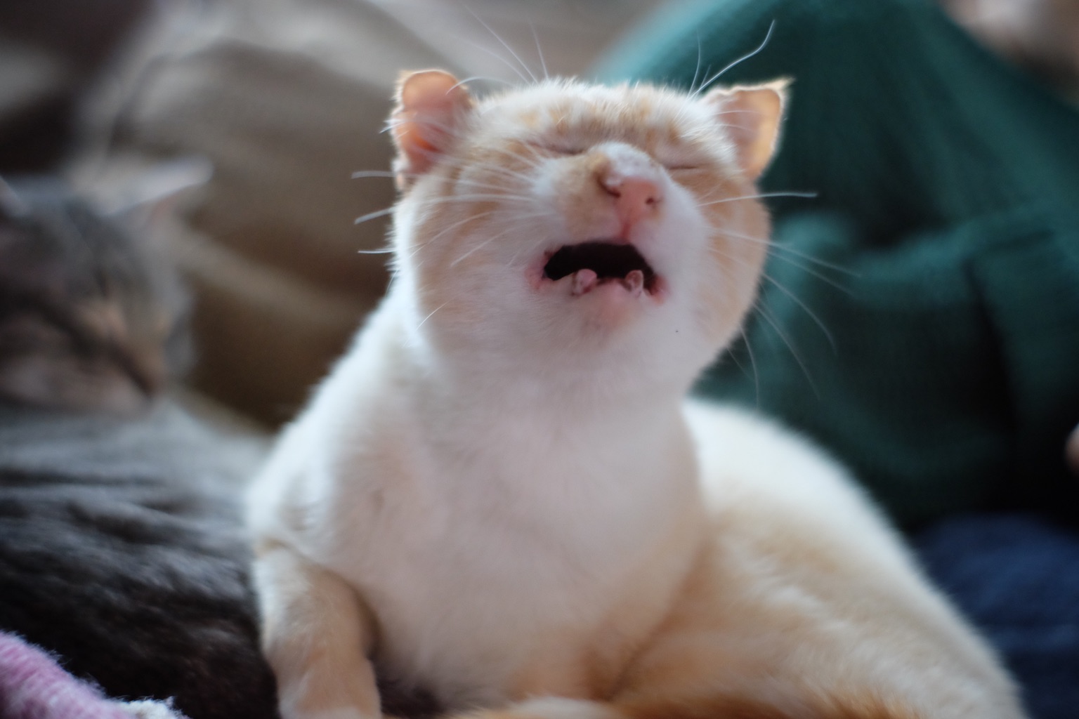 Does this count? Caught Isaac mid-sneeze, but he doesn't have teeth | Scrolller