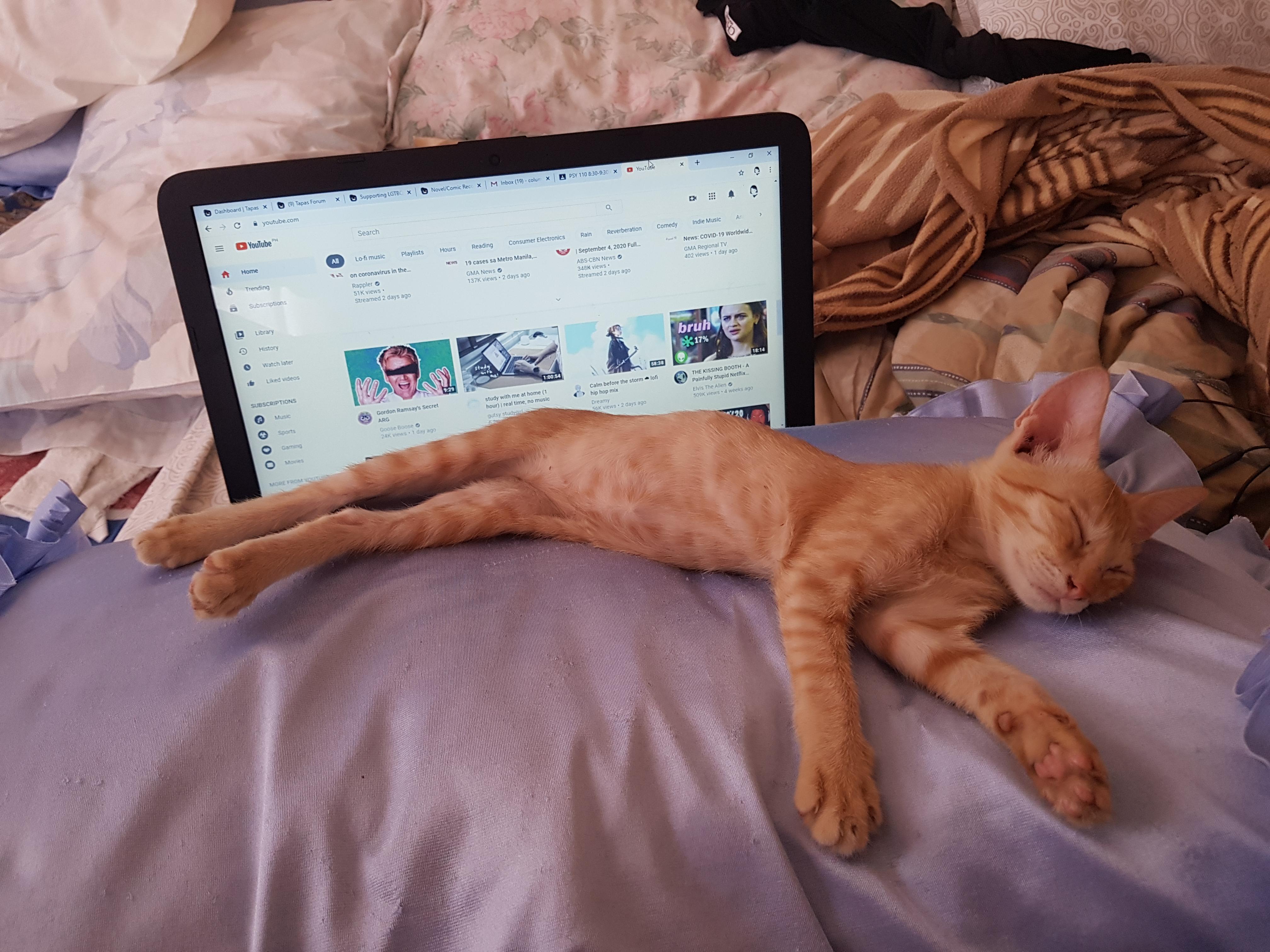 Does this count? I had to put a pillow on top of the keyboard so they wouldn't mess with it ...