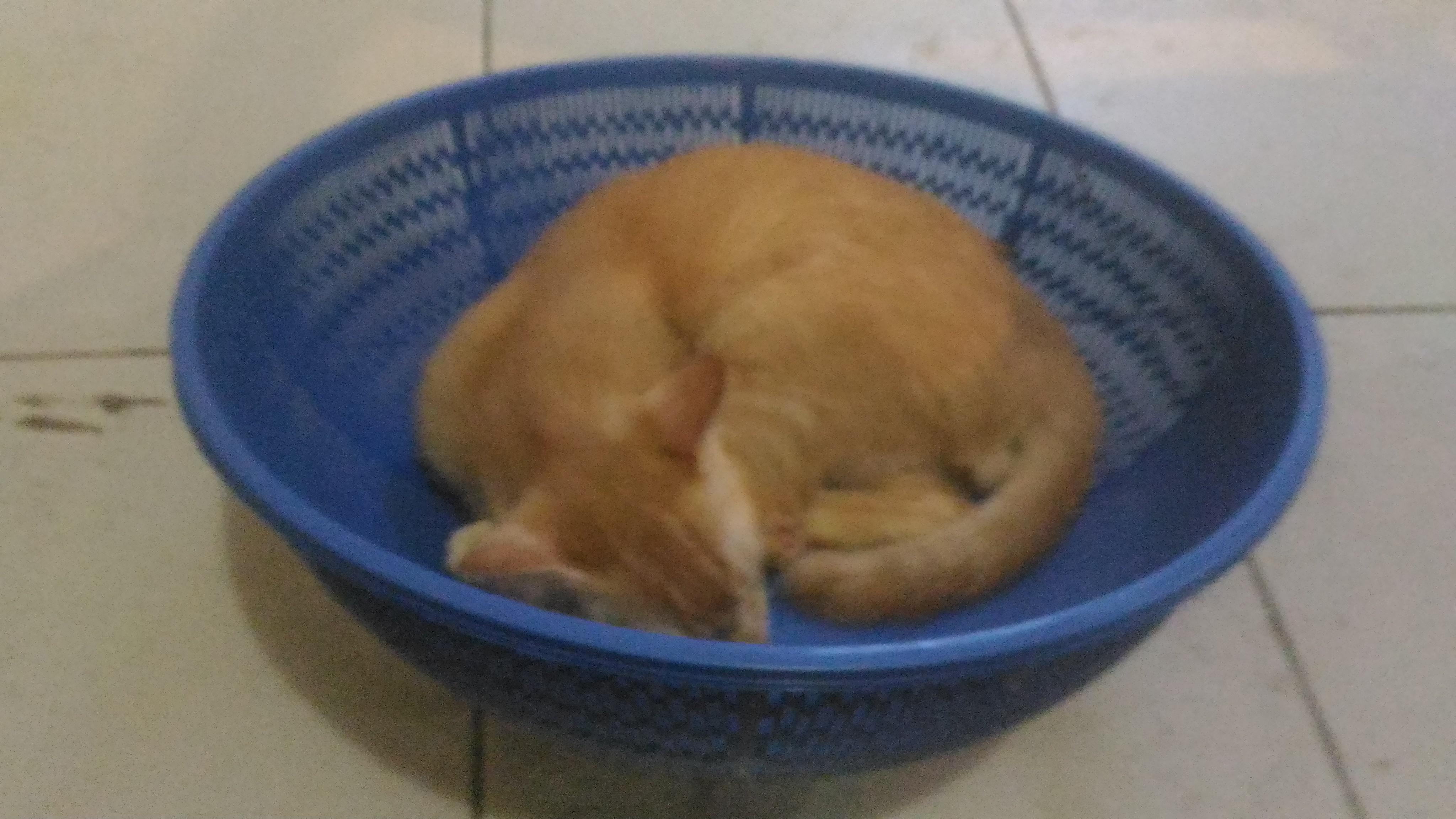 Does this um.. count as a pot? Idk | Scrolller