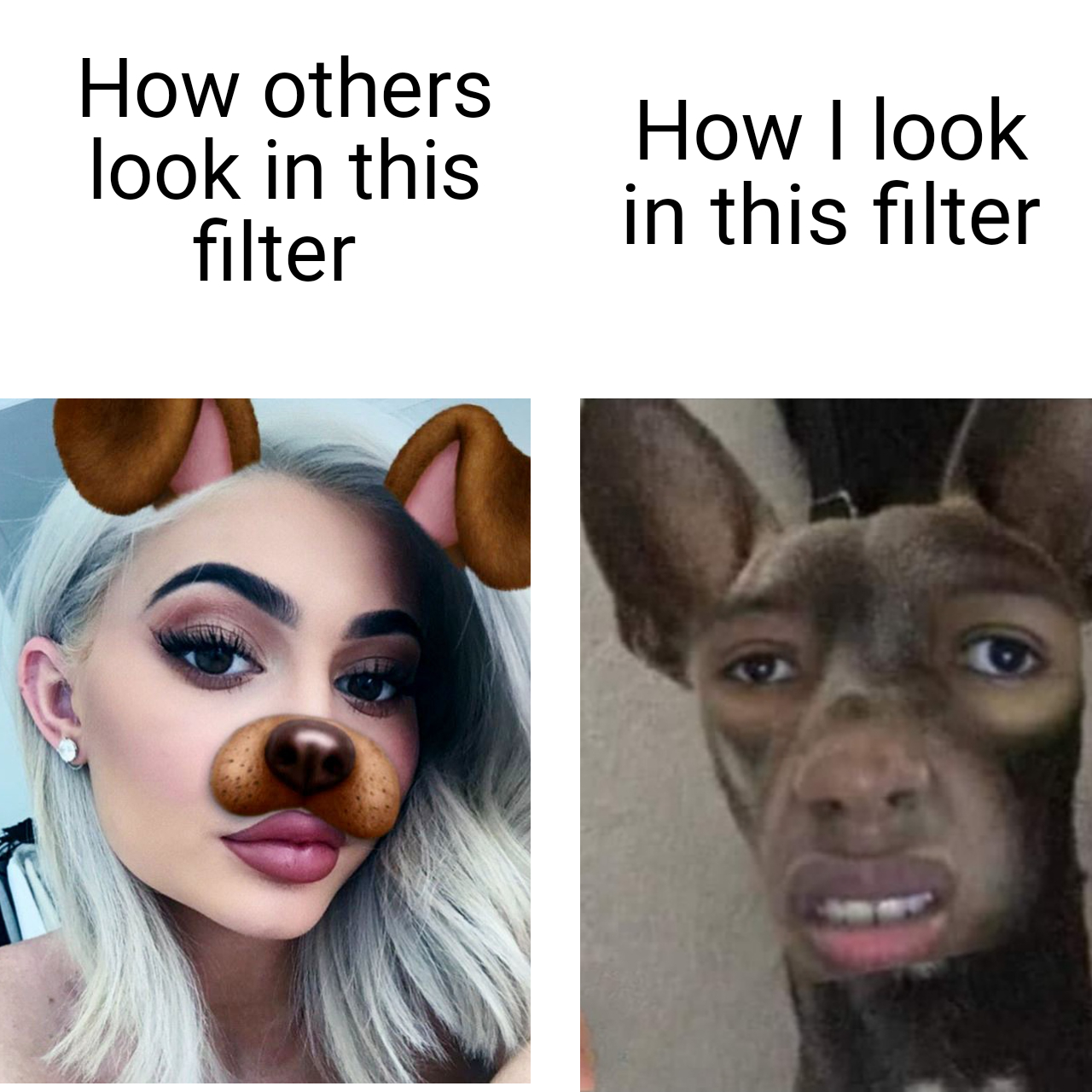 Dog filter be like | Scrolller