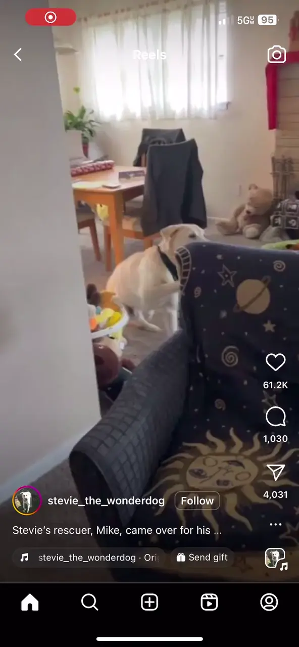 Dog has big tippy taps during annual visit from his rescuer | Scrolller