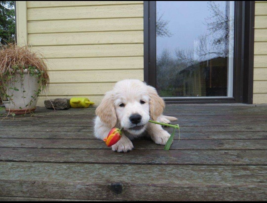 Dog with a tulip | Scrolller